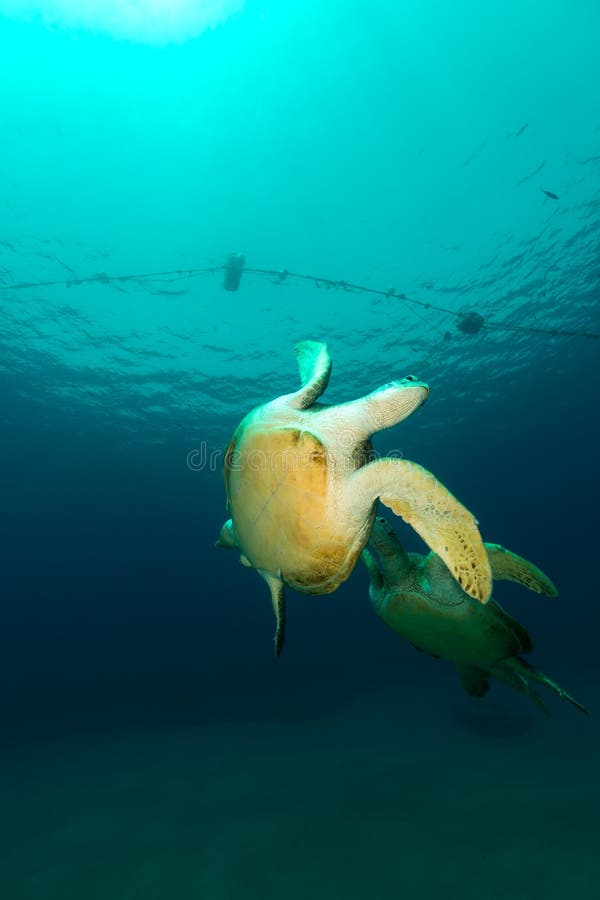 Mating Green Turtles in the Red Sea. Stock Photo - Image of ecosystem ...