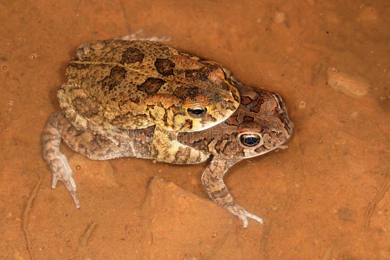 Mating guttural toads stock image. Image of skin, frogs - 28706575