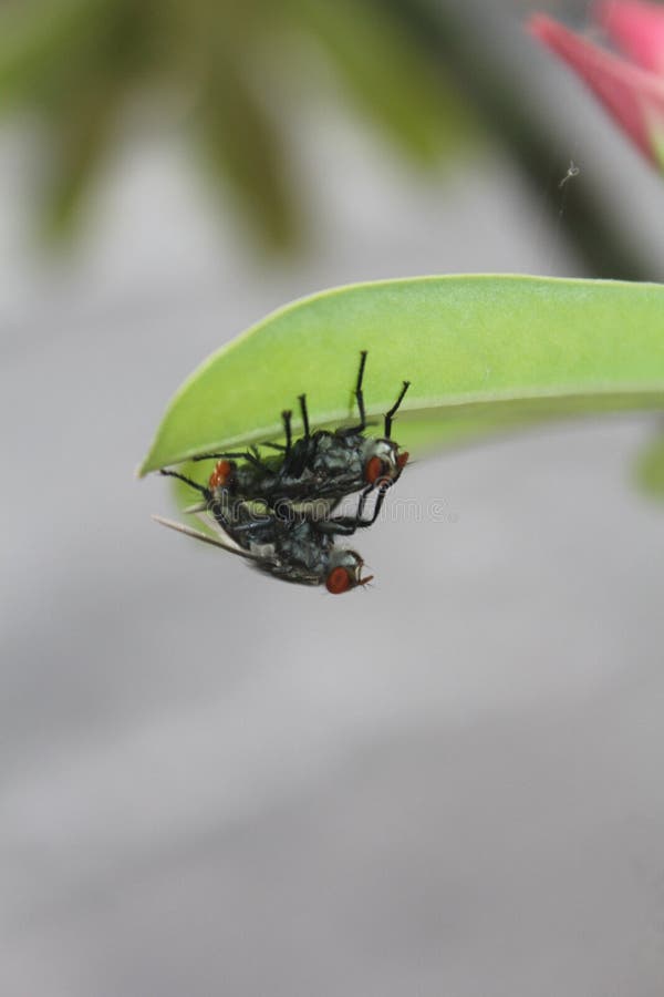 Mating Insect in the Adenium Leaf Stock Photo - Image of arthropod ...