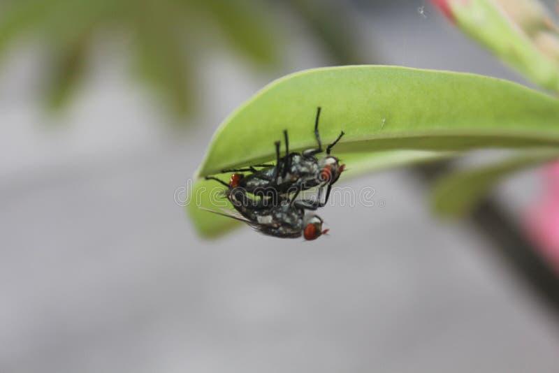 Mating Insect in the Adenium Leaf Stock Photo - Image of plant, green ...