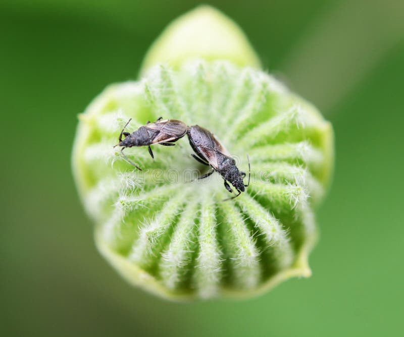 Mating insect couples stock photo. Image of love, natural - 79425194