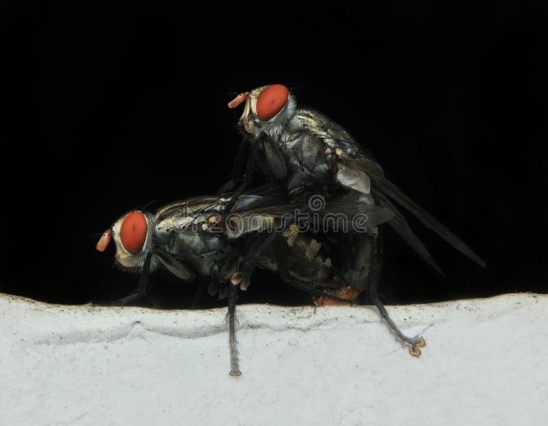 Mating Insect Flies Close Up Animal Stock Image - Image of insect, wild ...