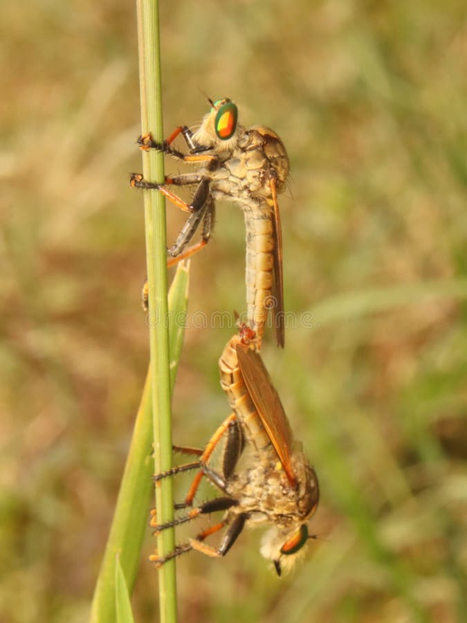 Mating Insect in the Adenium Leaf Stock Photo - Image of adenium ...