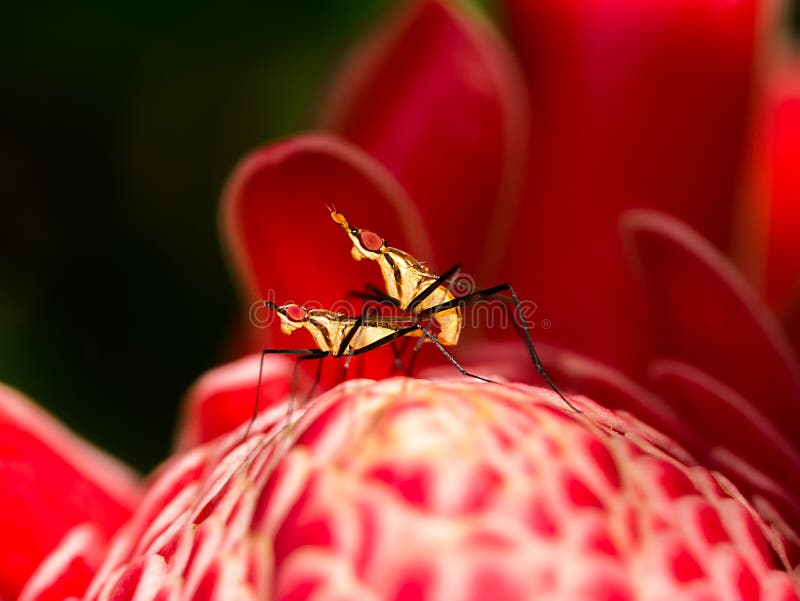 Mating Insect on Red Flower Stock Photo - Image of couple, black: 282573608