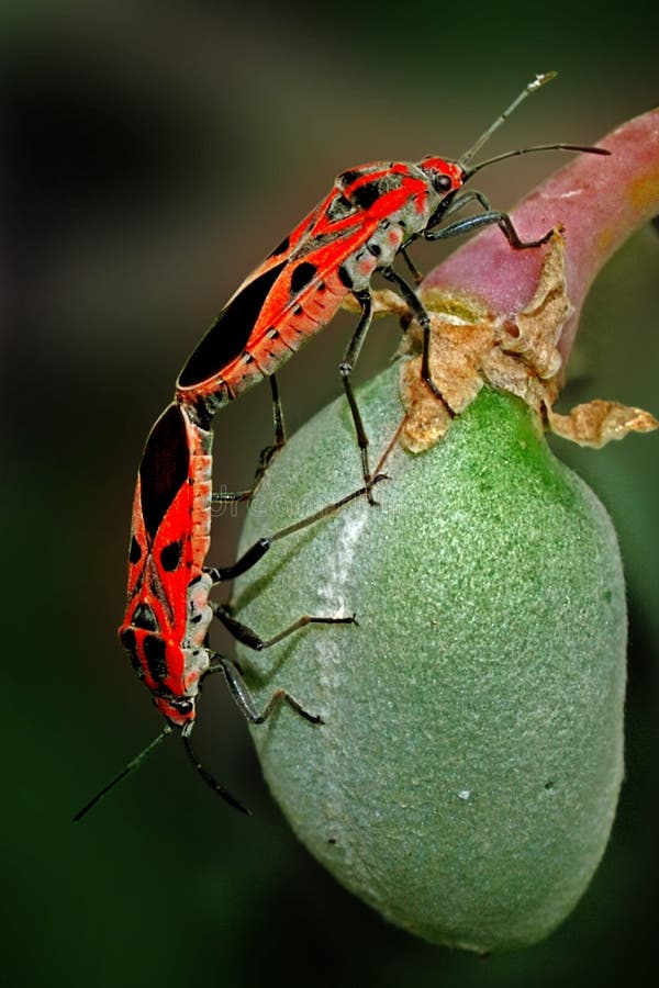 Red Insect Mating stock image. Image of onthe, mating - 122644273