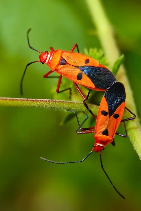 299 Insects Sprig Rosemary Stock Photos - Free & Royalty-Free Stock ...