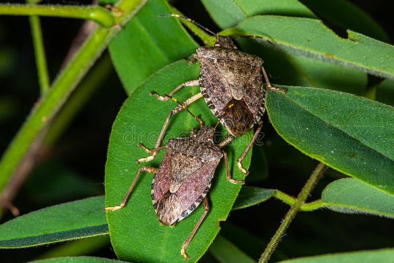 Mating Insects. Striped Shield Bug Mating Stock Photo - Image of focus ...