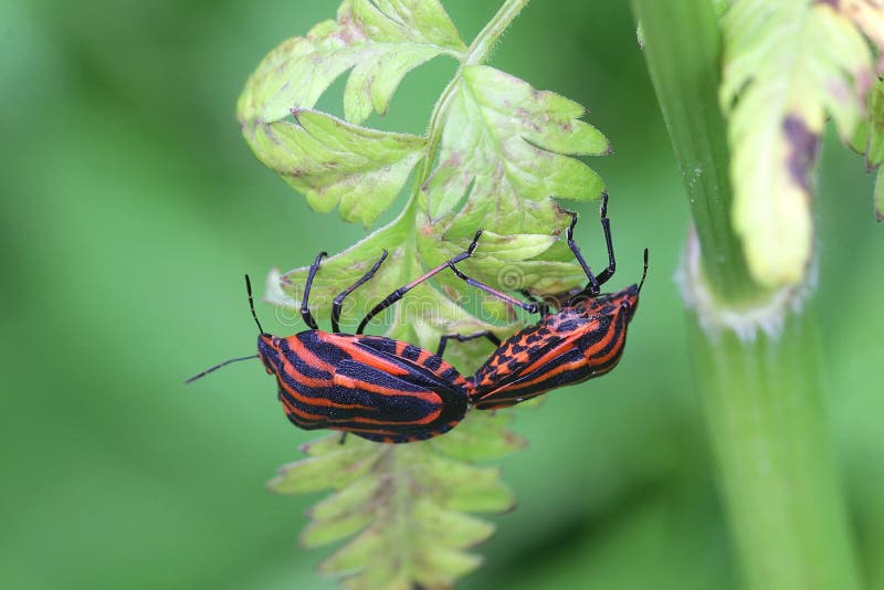 Red Striped Bug or Minstrel Bug Graphosoma Lineatum, Graphosoma ...