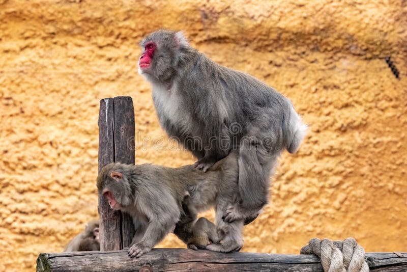 Mating of Japanese Macaques. Macaca Fuscata Stock Photo - Image of ...
