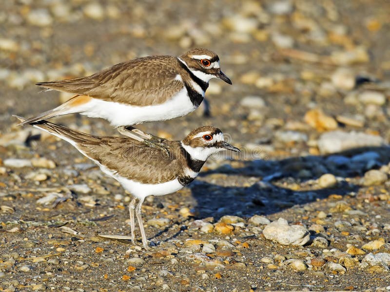 Mating Killdeer stock image. Image of salt, land, bird - 89620969