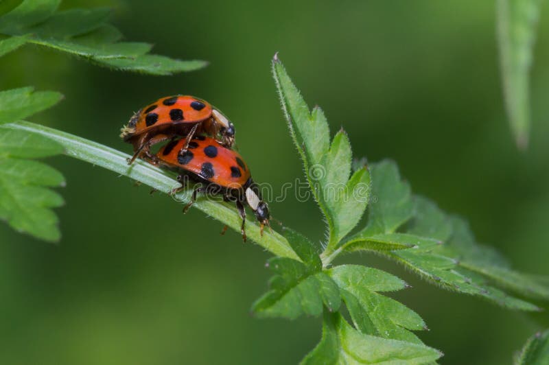 Lady Bugs stock image. Image of legs, coccine, organs - 91080397