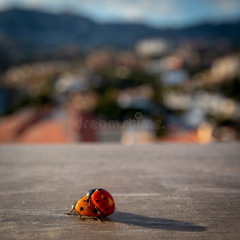Mating Lady Bugs in Costa Del Sol Stock Photo - Image of garden, grass ...