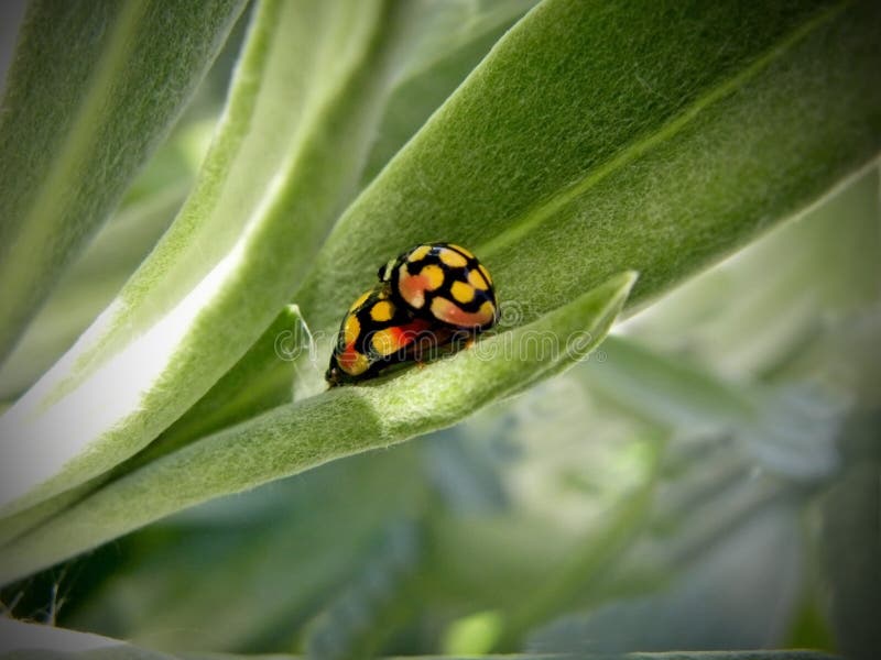 Ladybird Beetle on Rose Leaf 1 Stock Photo - Image of plants, spring ...