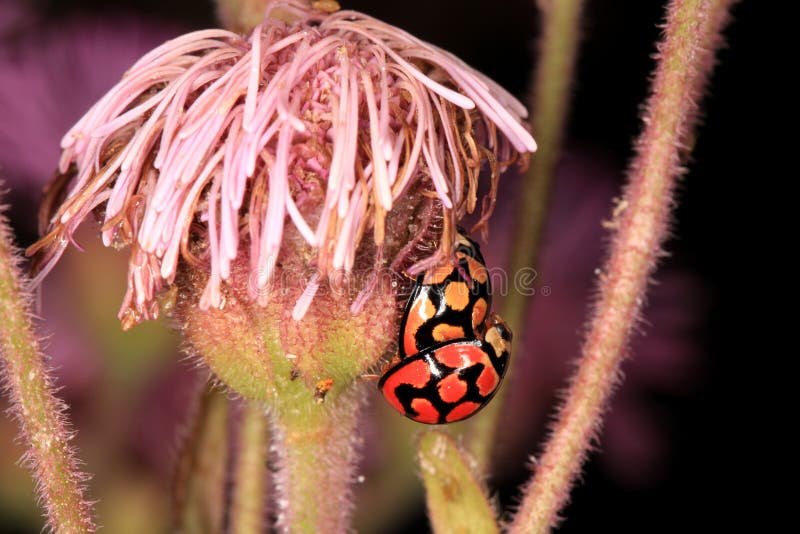 Mating ladybugs stock photo. Image of mating, love, animal - 50935730