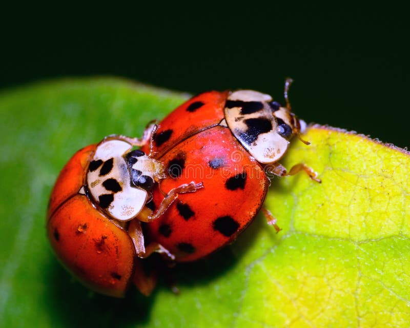Mating Ladybugs stock image. Image of insect, wildlife - 32819123