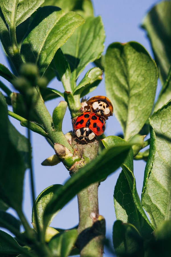 Mating ladybugs on tree stock image. Image of leaf, tree - 204642117