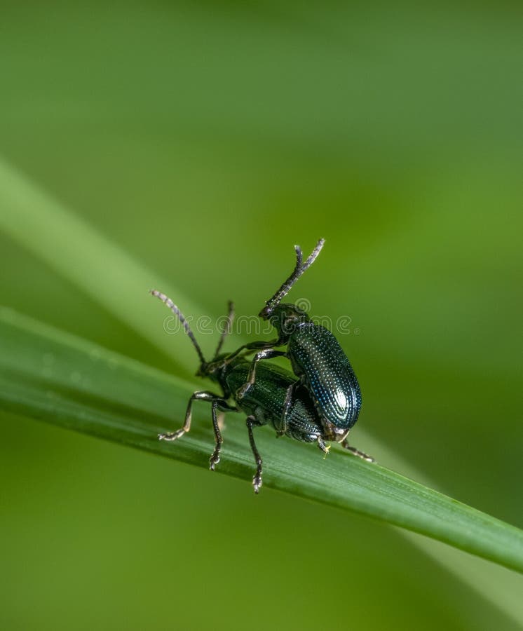 Mating leaf beetles stock image. Image of animal, green - 278556203