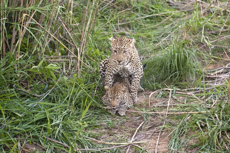 Leopards mating on tree stock photo. Image of kill, forest - 152891272
