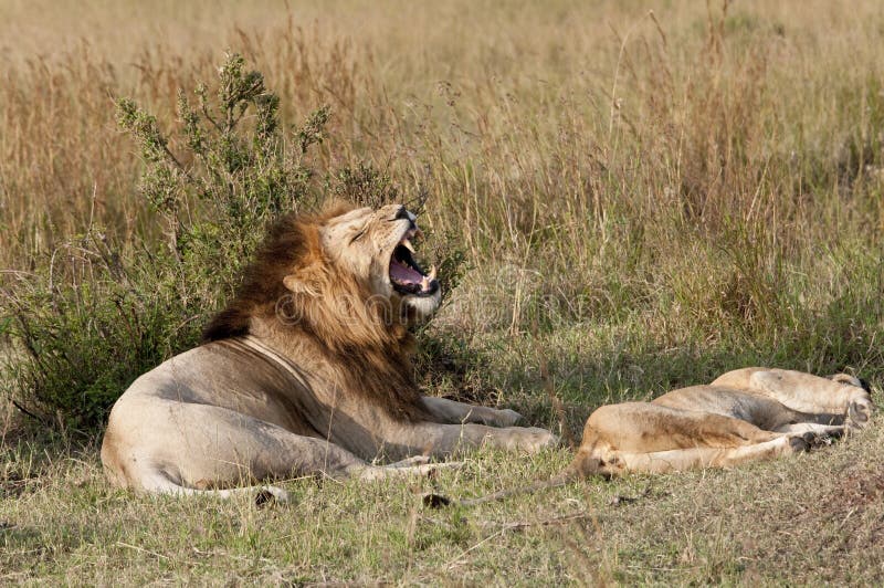 Mating lions, foreplay stock photo. Image of mara, tawney - 20724006