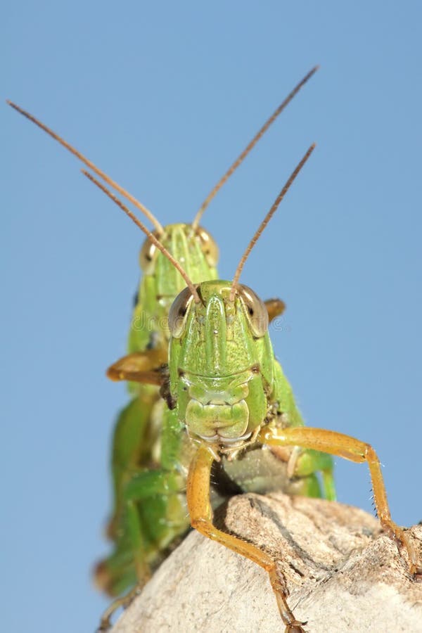 Mating locust stock photo. Image of rice, close, oxya - 44687674