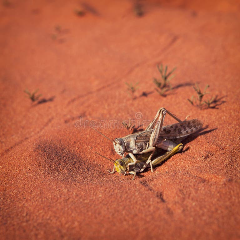 Mating locusts stock photo. Image of couple, love, grasshopper - 30576960