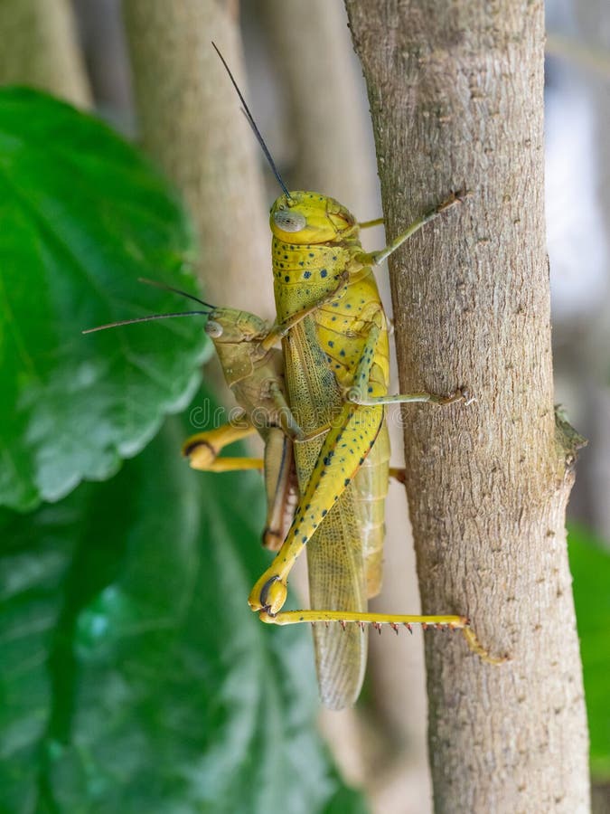 Mating Locusts stock photo. Image of closeup, female - 304306134