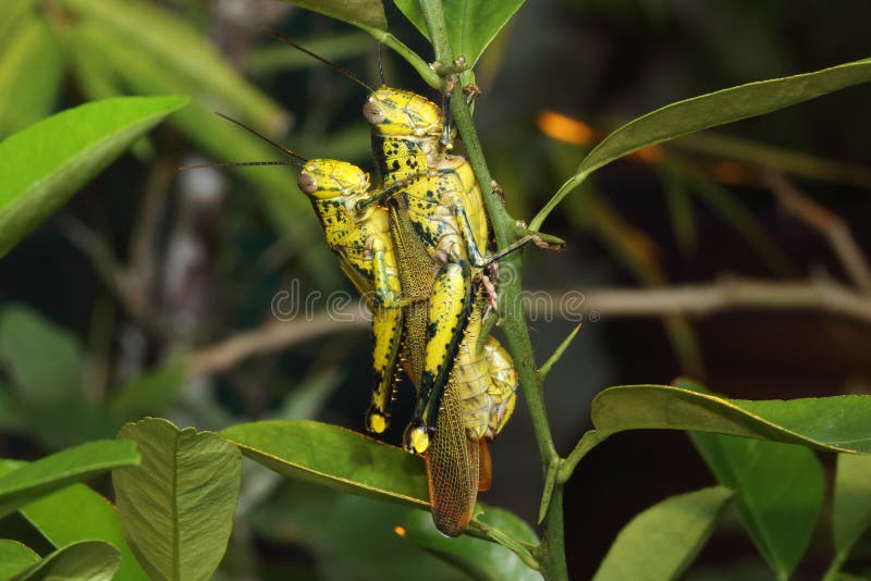 Two red locusts mating stock photo. Image of insecta - 18017898