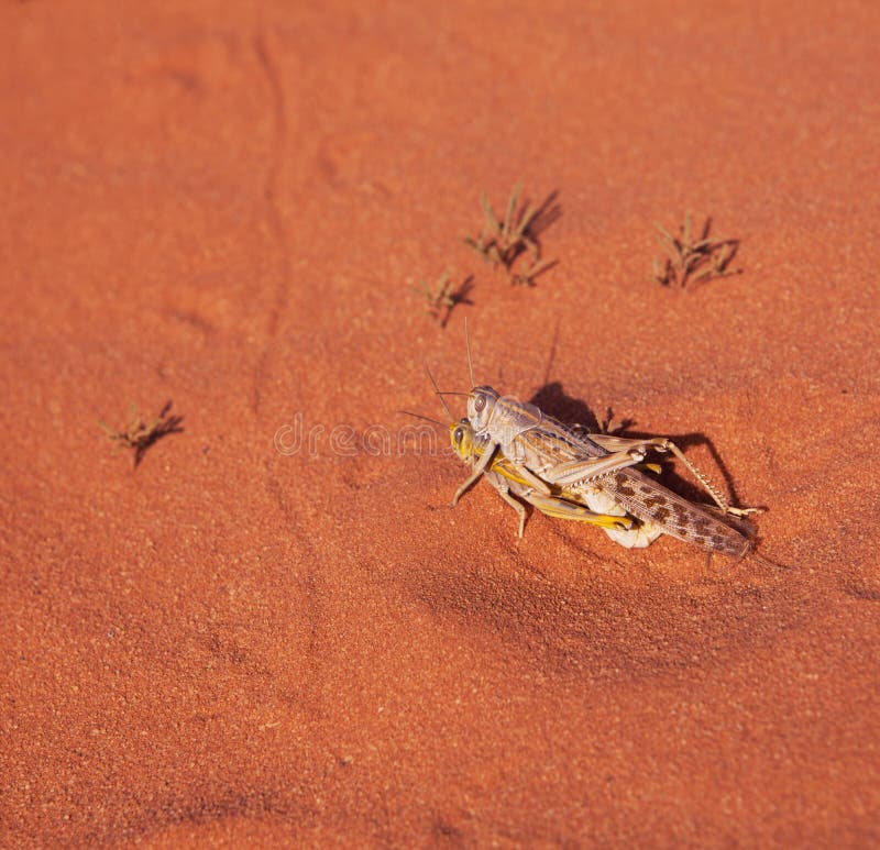 Mating locusts stock photo. Image of ambiguous, color - 27470536