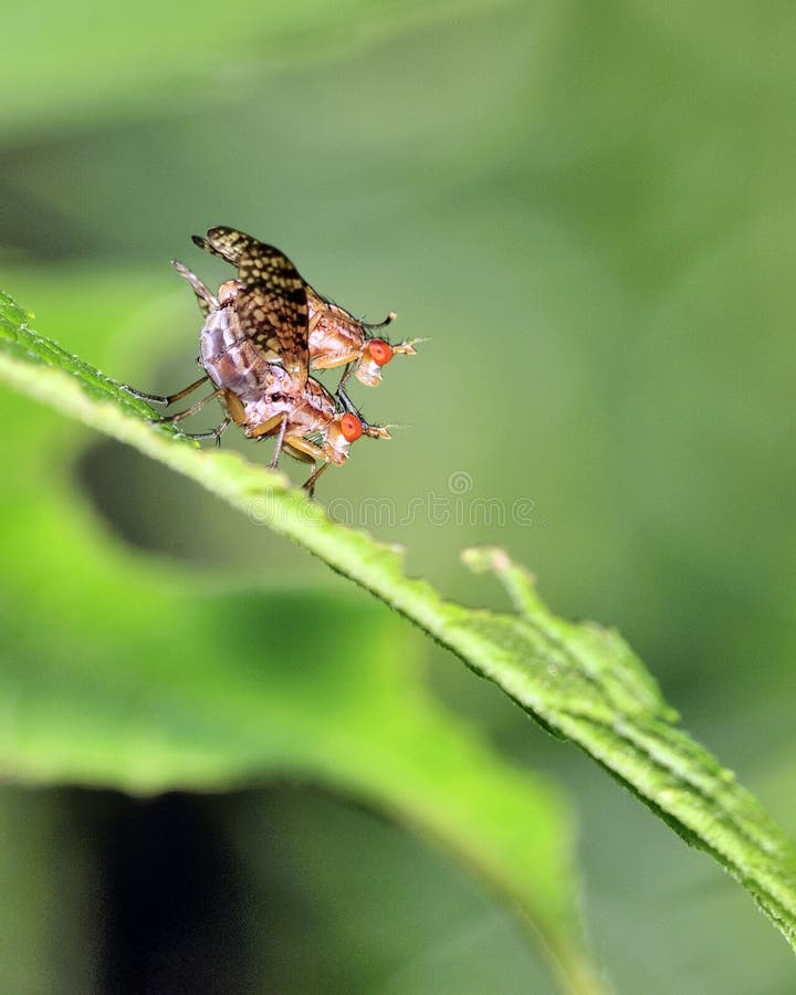 Mating Marsh Flies stock photo. Image of macro, perched - 15384098