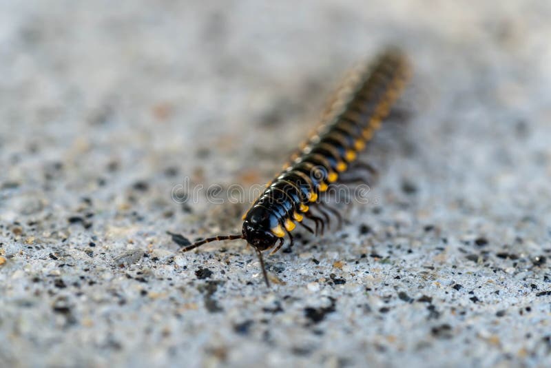 Mating Millipede. Millipede - Centipedes Black with Strong Armor Stock ...
