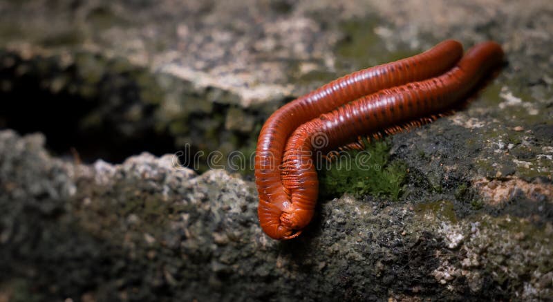 Mating of Millipedes on Cement Wall during the Breeding Stock Photo ...