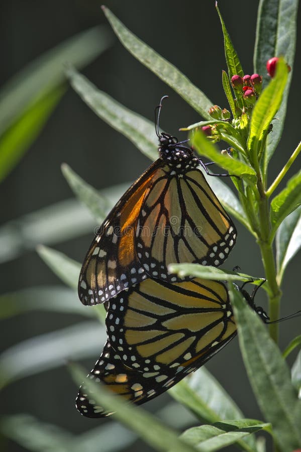 Mating Monarchs stock photo. Image of develop, development - 24663836