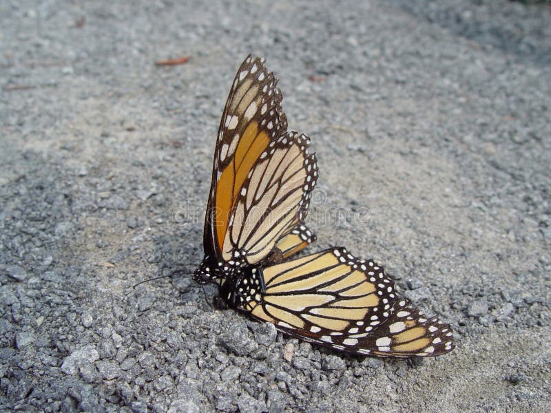 Mating Monarchs stock photo. Image of details, wing, insects - 88498