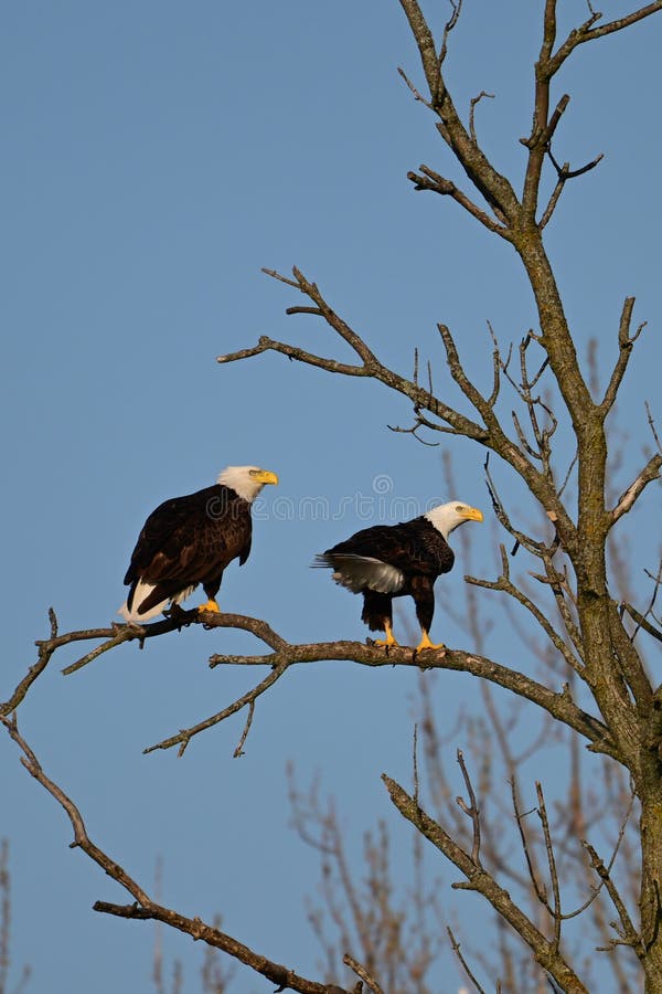 A Mating Pair of American Bald Eagles Stock Photo - Image of soaring ...