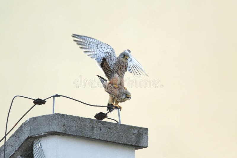 Mating Pair of Common Kestrel Birds on a City Building Chimney during ...