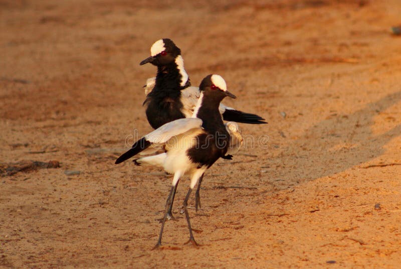 Mating pair of kiwit stock image. Image of waterfowl - 238213083