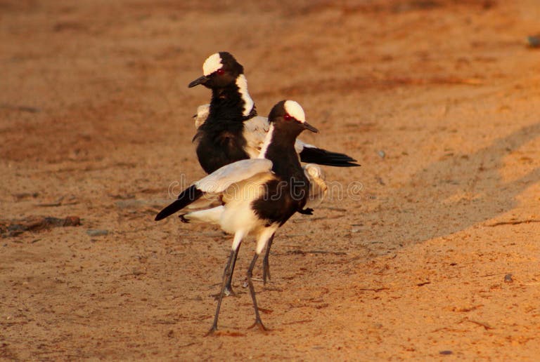Mating pair of kiwit stock image. Image of waterfowl - 238213083
