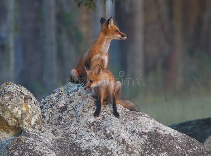 Mating Pair of Red Fox Sitting on Large Limestone Boulder Stock Photo ...