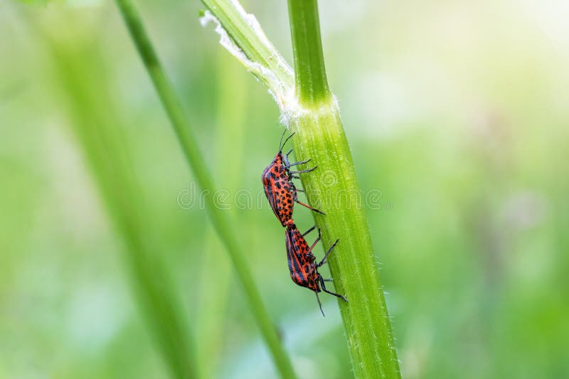 Mating Pair of Striped Bug is Crawling Up the Stem of a Plant Stock ...