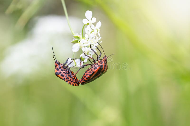 Mating pait of Striped bug stock photo. Image of beauty - 280715168
