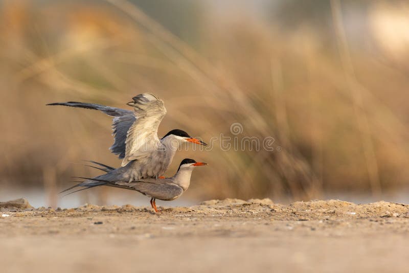 Mating Pose of White Cheek Tern Stock Image - Image of shorebird ...