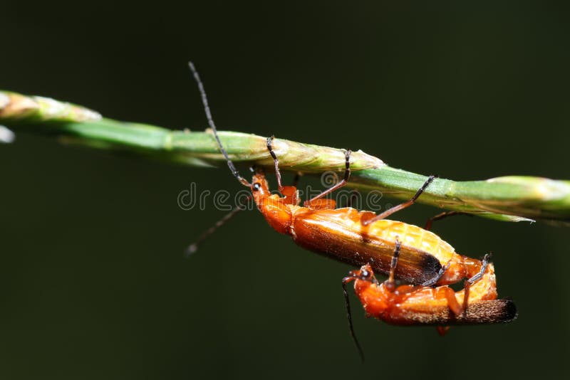 Mating Process of Common Red Soldier Beetles on a Stem of a Plant Stock ...