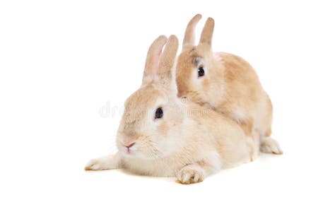 Mating rabbits stock image. Image of background, mating - 19922413