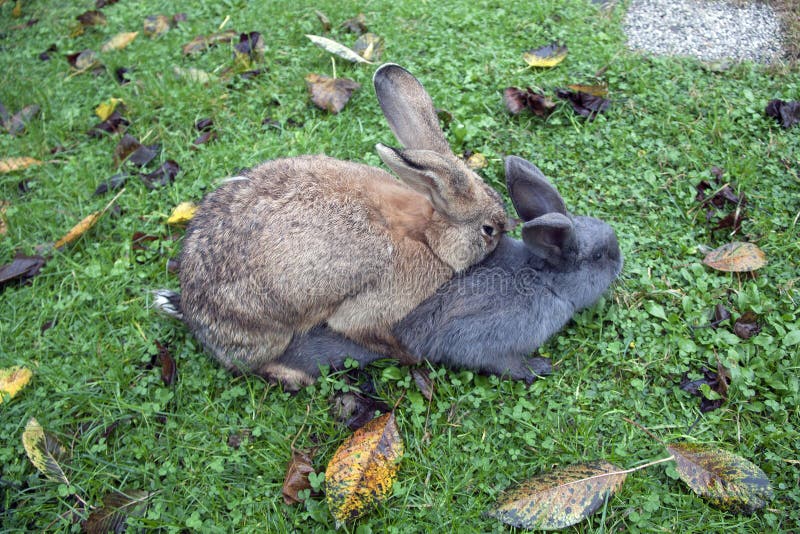 Mating rabbits stock image. Image of background, mating - 19922413