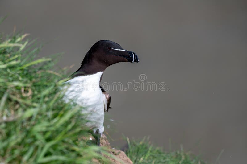 Mating Razorbills, Alca Torda, Perched on Rocks Stock Image - Image of ...