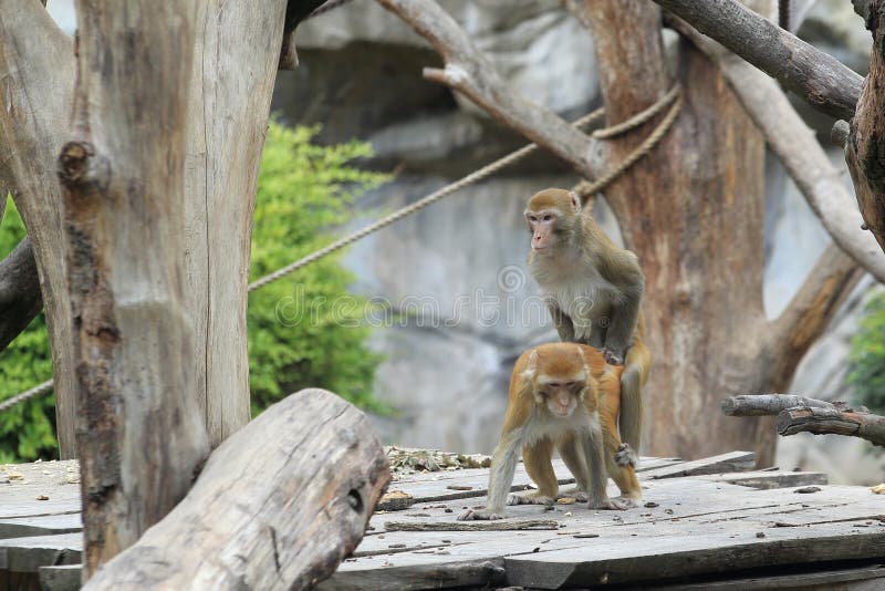 Rhesus monkey stock photo. Image of animal, adult, rhesus - 30643322 Rhesus monkey stock photo. Image of animal, adult, rhesus - 30643322