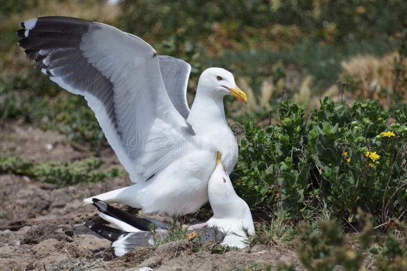 Seagulls mating 2 stock photo. Image of wing, coast, tail - 774952