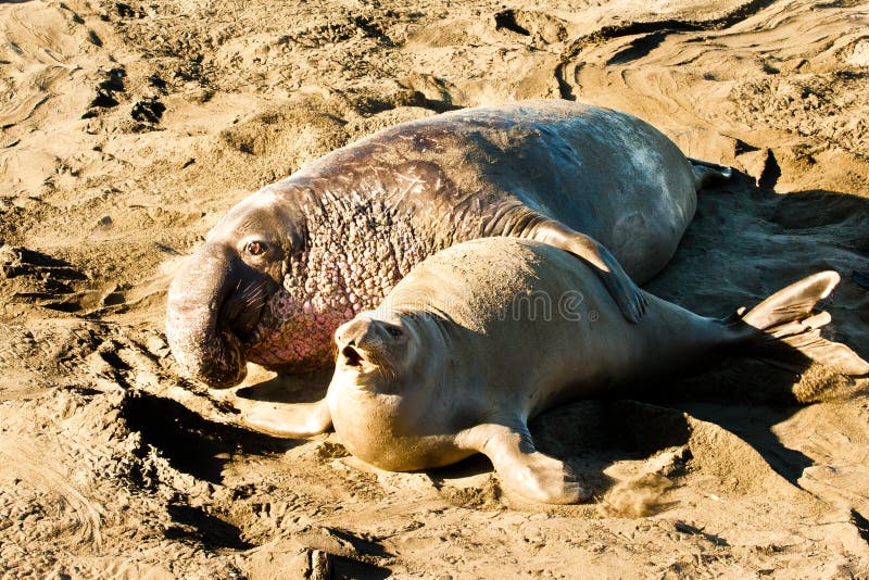 Mating Seals stock image. Image of blubbery, pair, california - 22668011