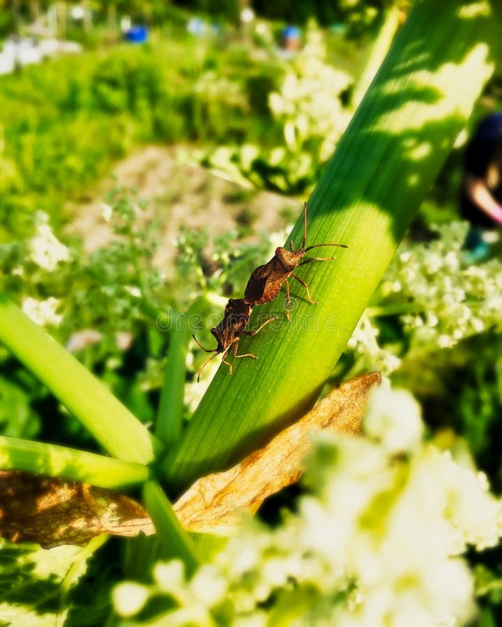 Mating smelly bugs stock photo. Image of mating, branch - 219101062