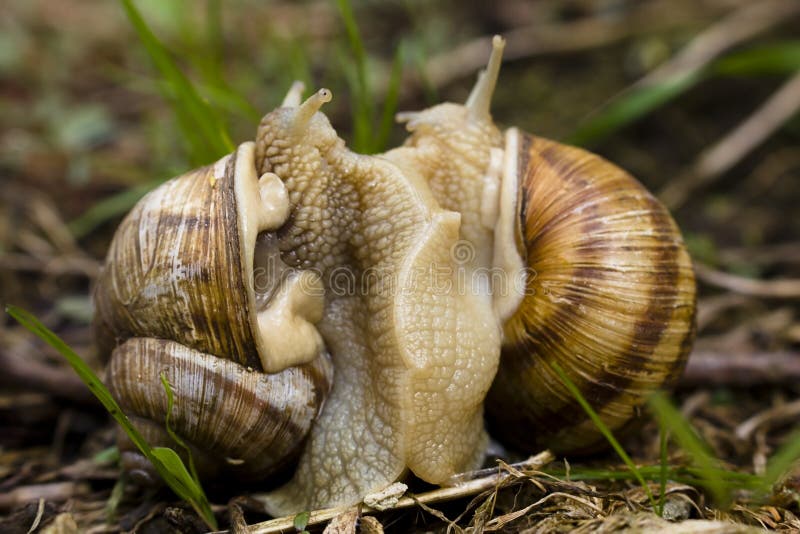 Mating Snails Royalty Free Stock Image Image 17638436